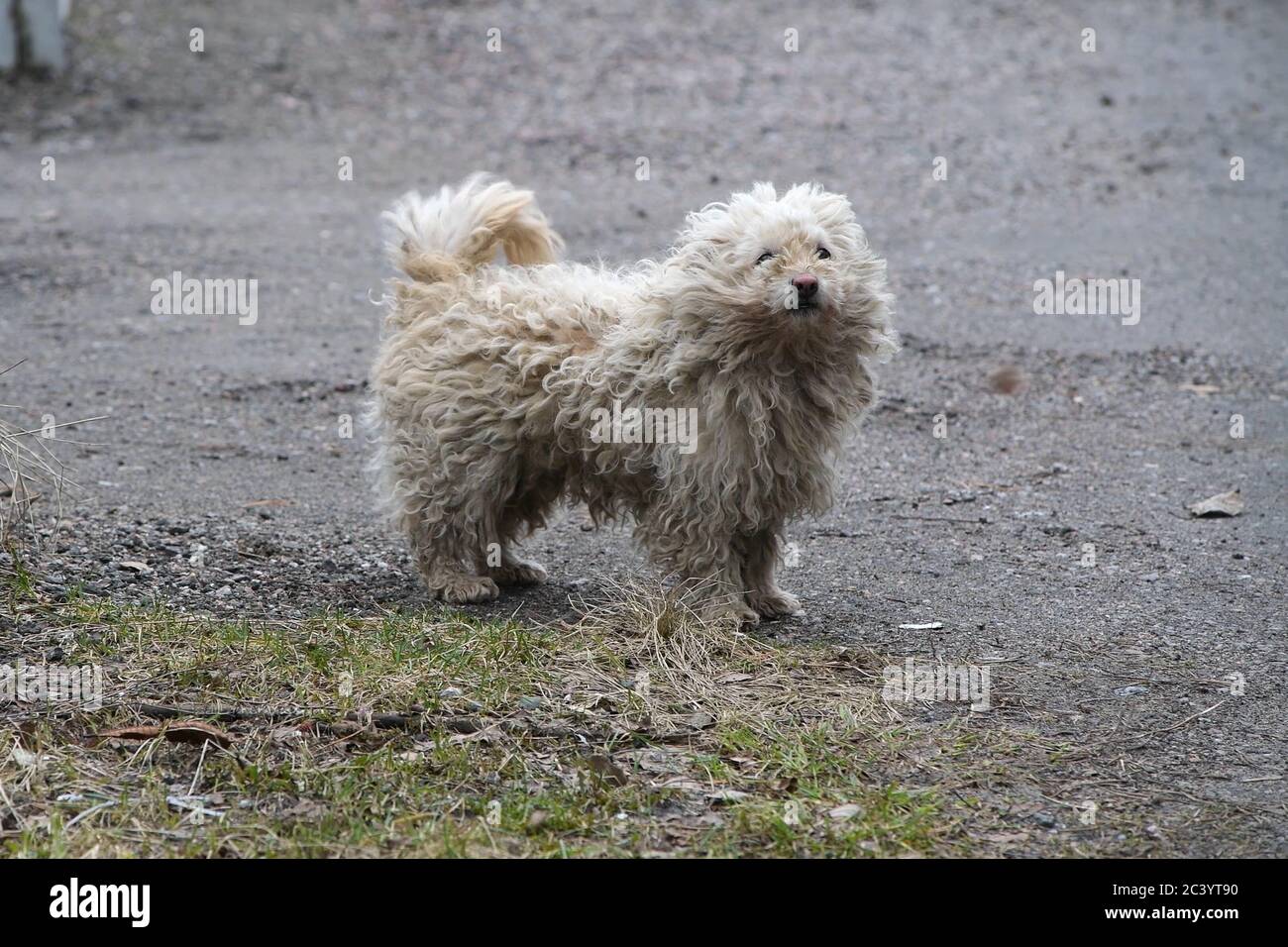Dog in the wind hi-res stock photography and images - Alamy