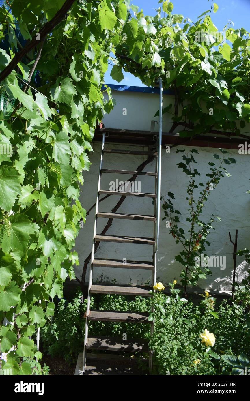 vine roof on the garden Stock Photo - Alamy