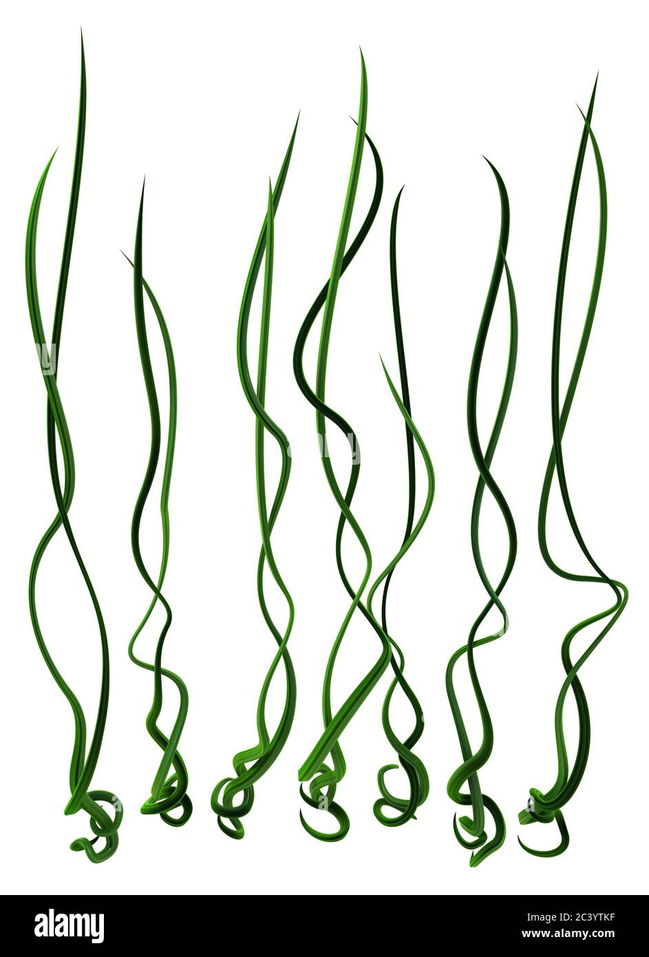 Plant vines green growing twisting seven fragments, 3d illustration ...