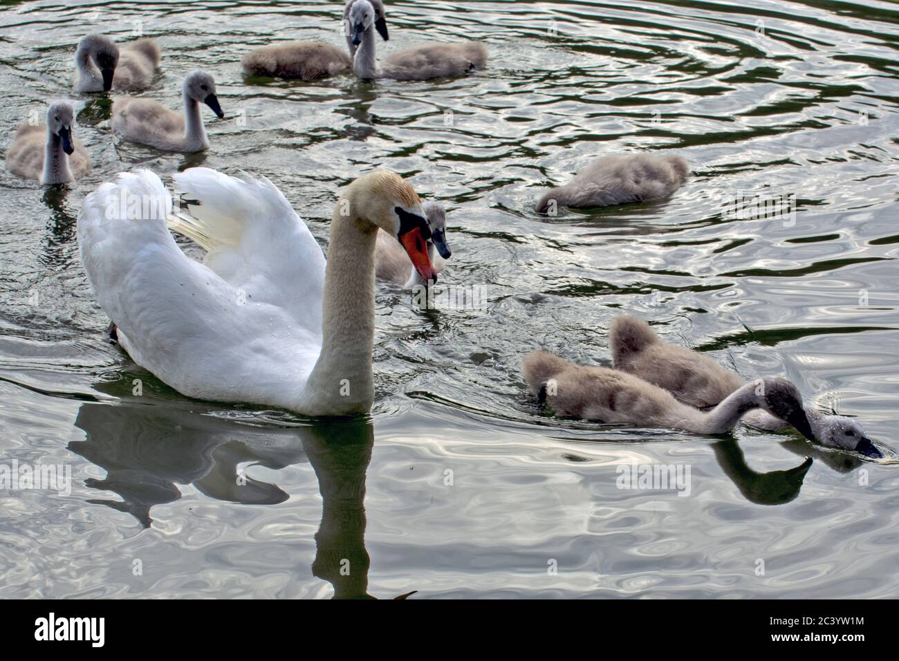 Dangers in nature hi-res stock photography and images - Alamy