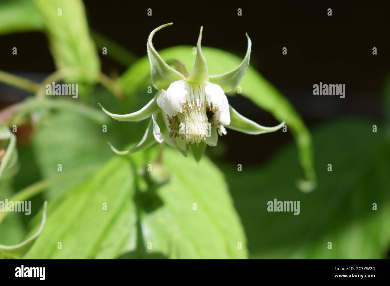 Raspberry 'Ruby Beauty' Stock Photo - Alamy