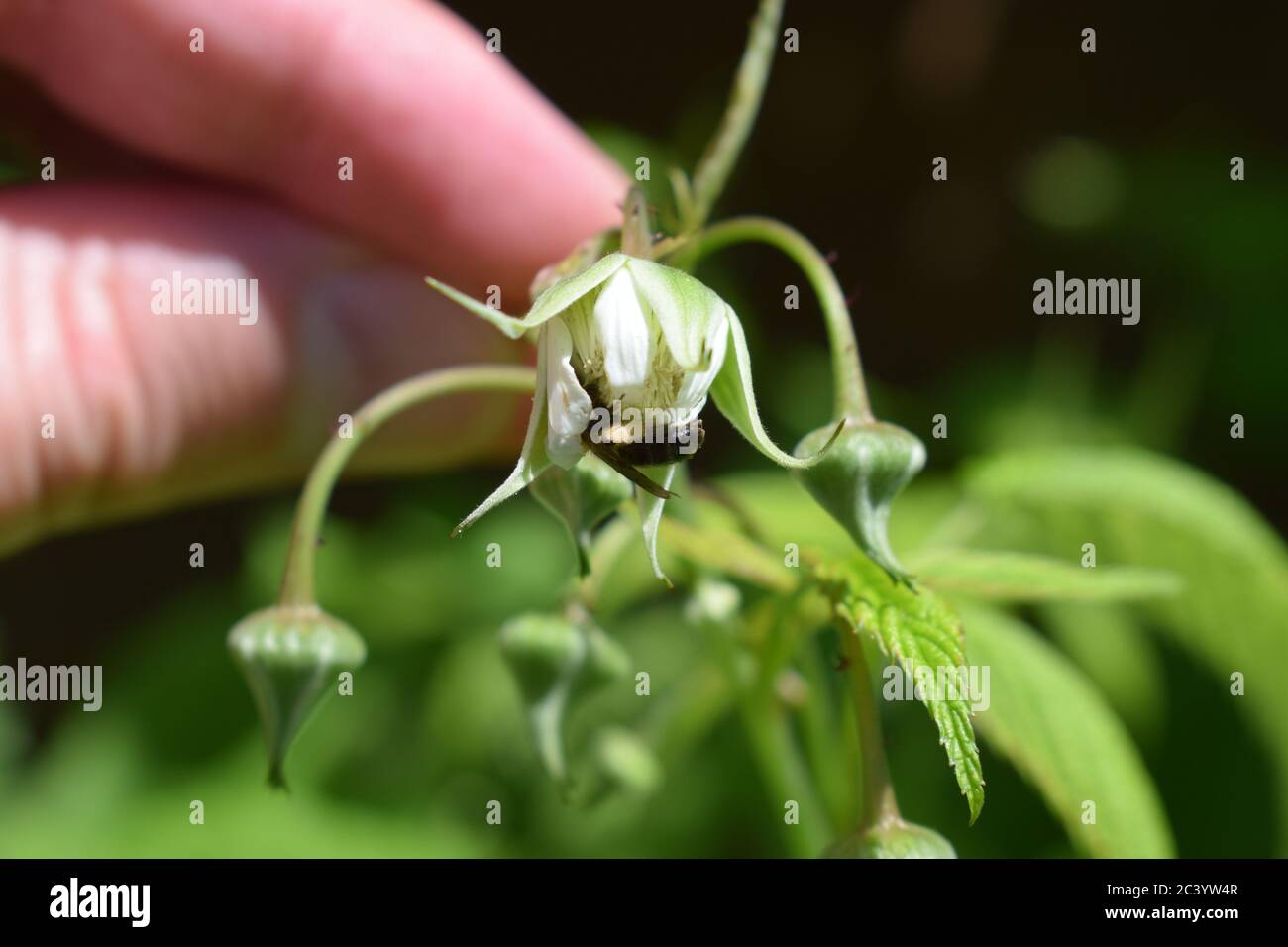 Raspberry 'Ruby Beauty' Stock Photo - Alamy