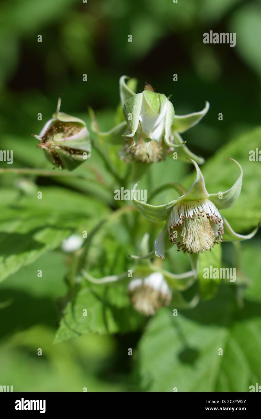 Raspberry 'Ruby Beauty' Stock Photo - Alamy