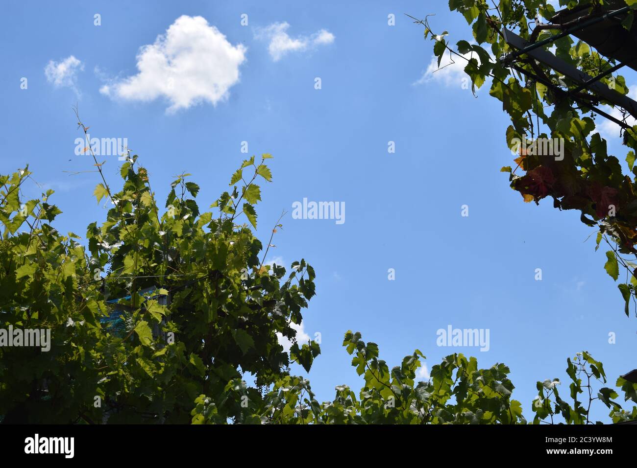 vine roof on the garden Stock Photo - Alamy