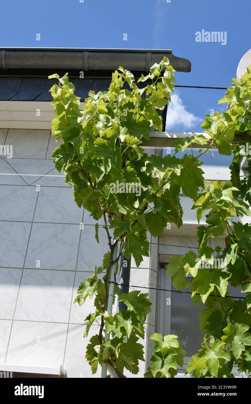 vine roof on the garden Stock Photo - Alamy