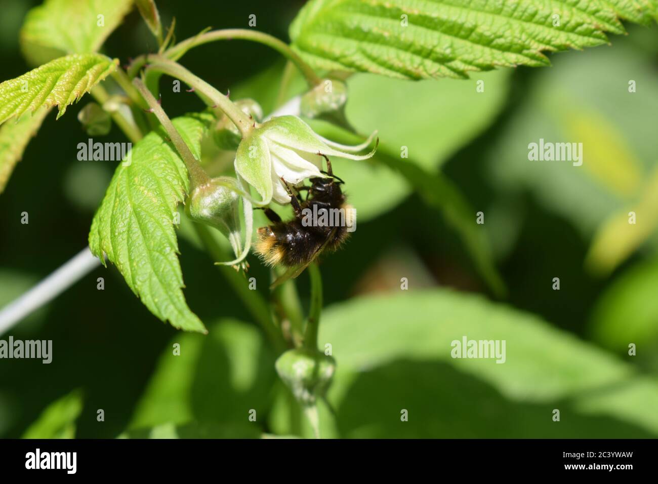 Raspberry 'Ruby Beauty' Stock Photo - Alamy