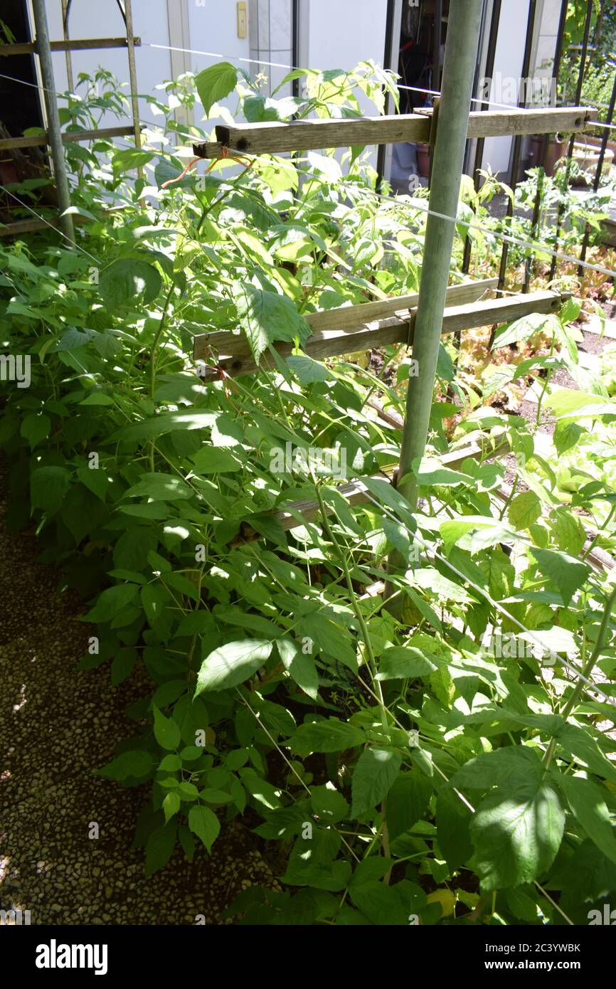 Raspberry 'Ruby Beauty' Stock Photo - Alamy