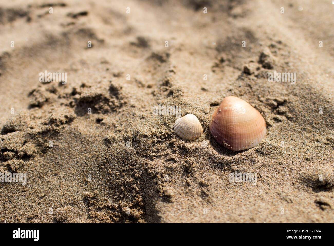 Big and small shells hi-res stock photography and images - Alamy