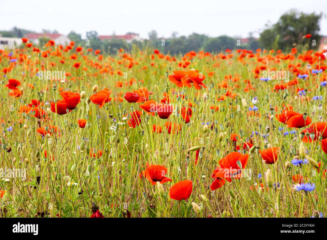 Poppy Flower Field Wallpaper
