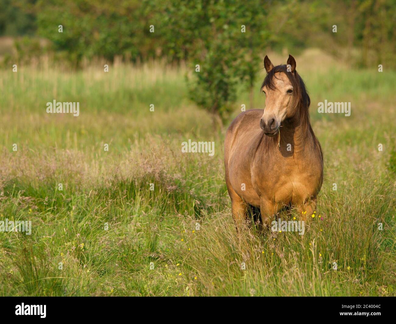 A pretty native pony stands in a summer paddock of long grass Stock ...