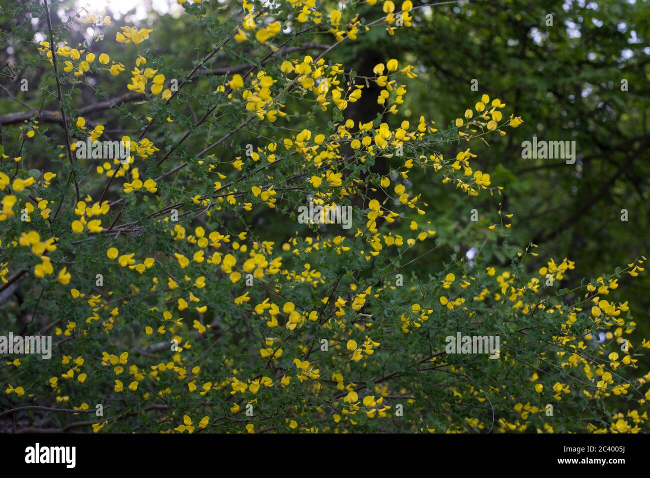 Broom shrubs hi-res stock photography and images - Alamy