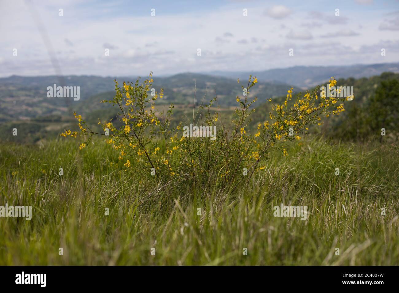 Brooms shrub hi-res stock photography and images - Alamy