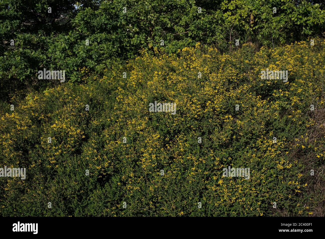 Broom shrubs hi-res stock photography and images - Alamy