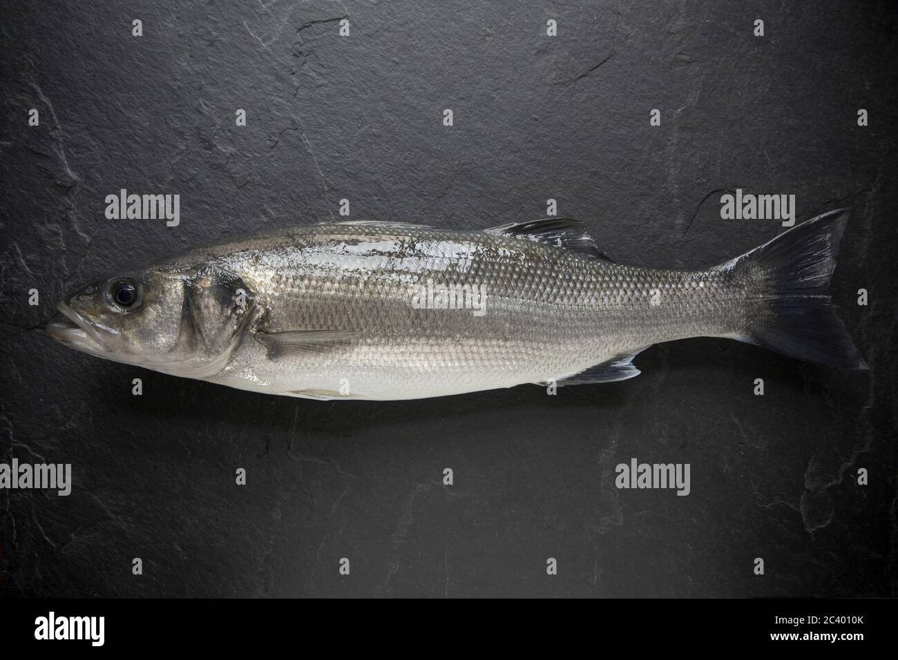 A freshly caught bass, Dicentrarchus labrax, that was caught on rod and ...