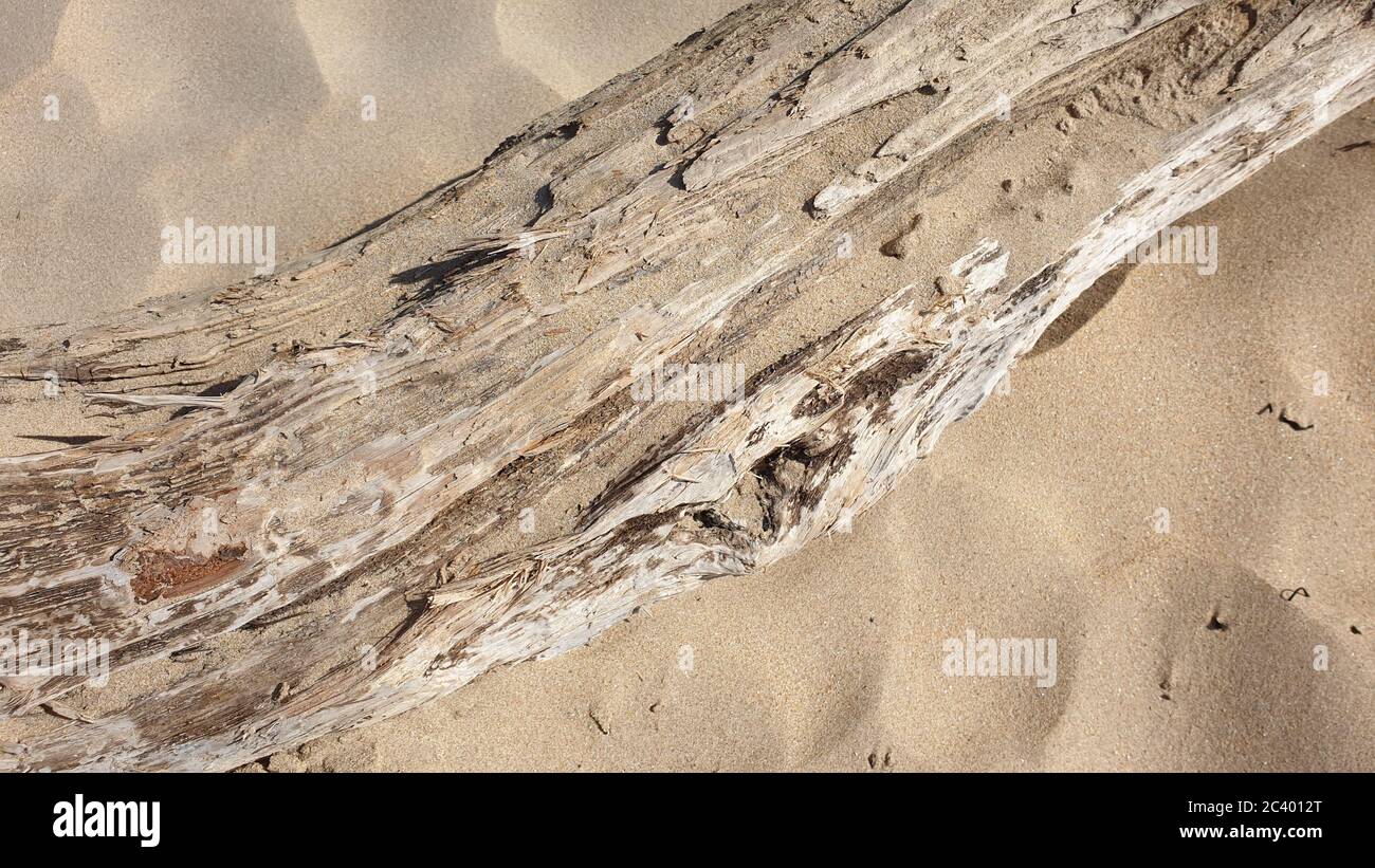 Driftwood on beach Stock Photo - Alamy