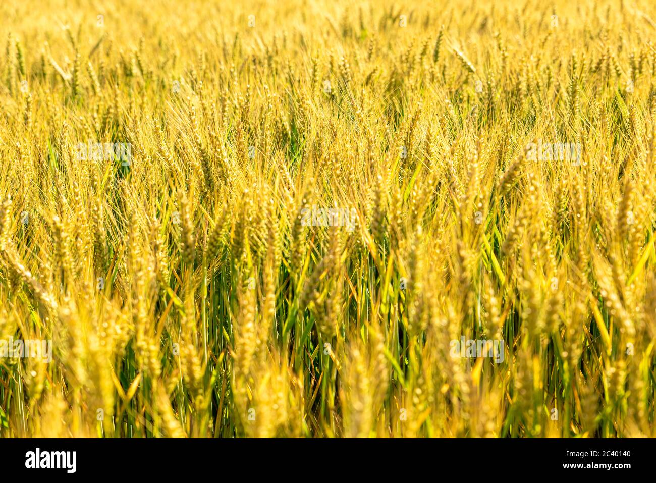 Wheat field texture background hi-res stock photography and images - Alamy