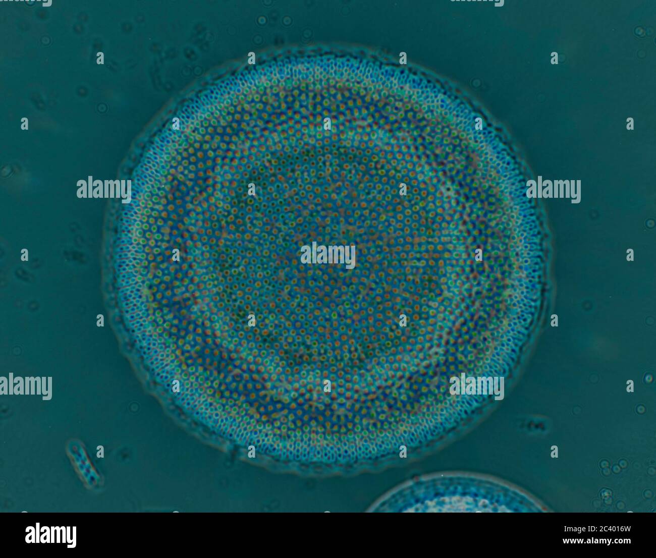 Microscopic view of diatoms hi-res stock photography and images - Alamy