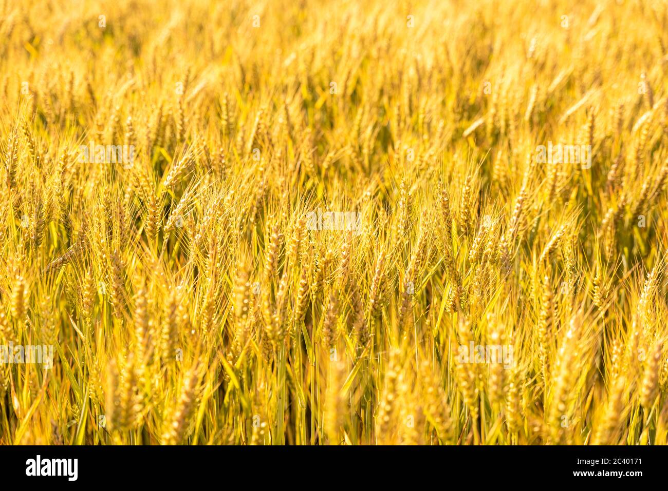 Wheat field texture background hi-res stock photography and images - Alamy