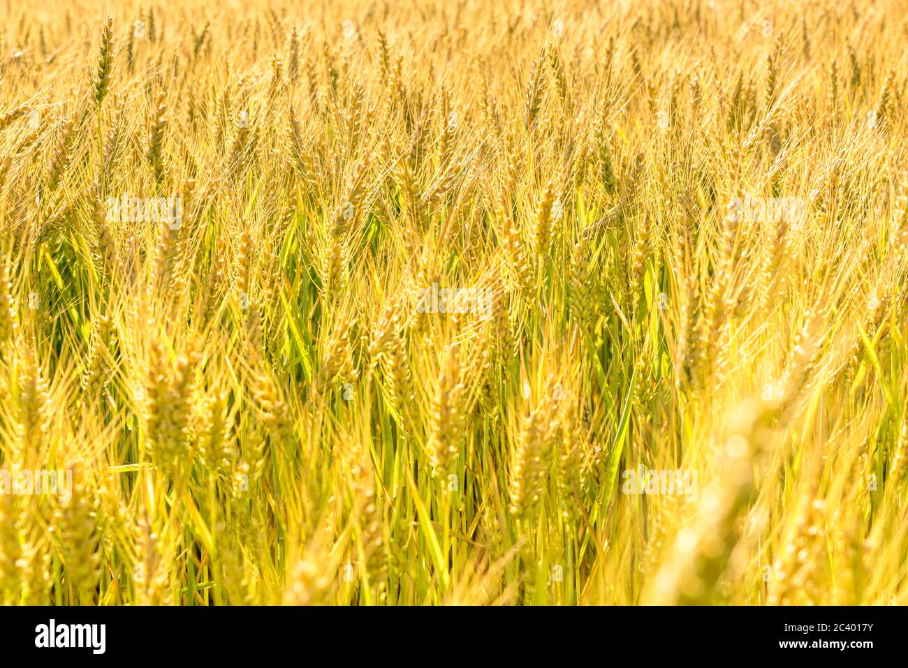 Texture of fresh wheat ears in cultivated field Stock Photo - Alamy