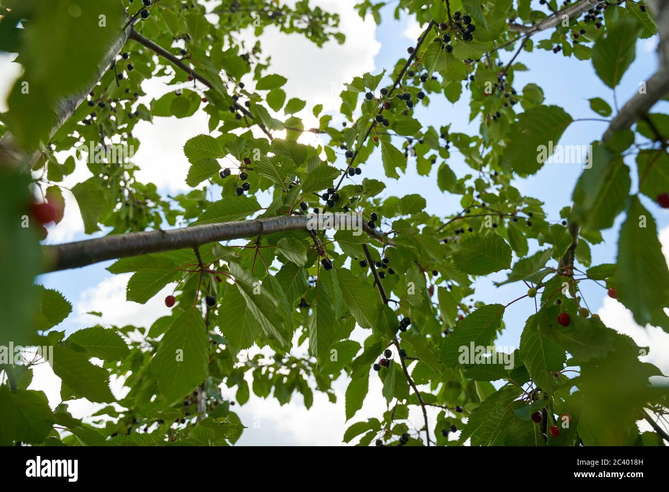 Black bitter cherries in the tree ready for picking Stock Photo - Alamy