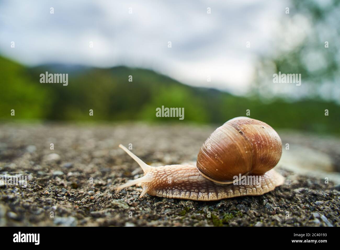 Rainy slug hi-res stock photography and images - Alamy