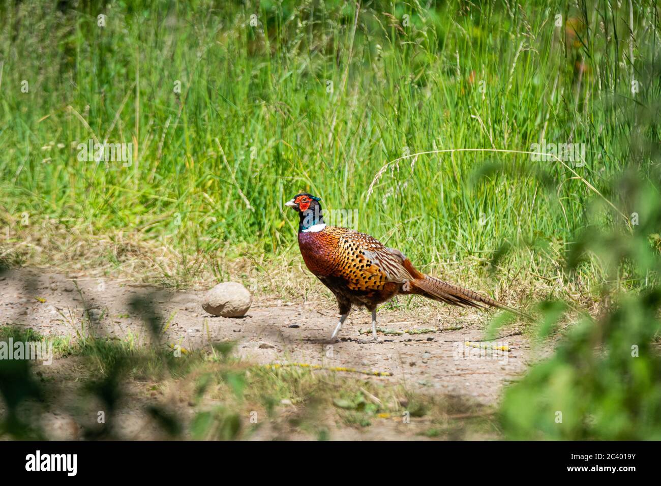 Colorful male Pheasant in red, blue, and brown colors. Picture from a ...
