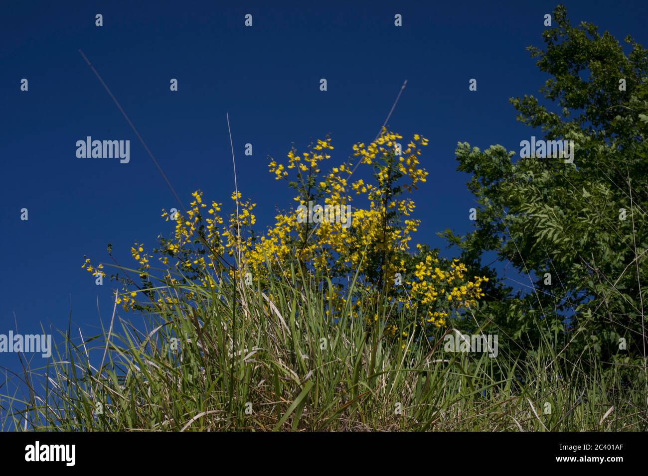 Broom shrub hi-res stock photography and images - Alamy
