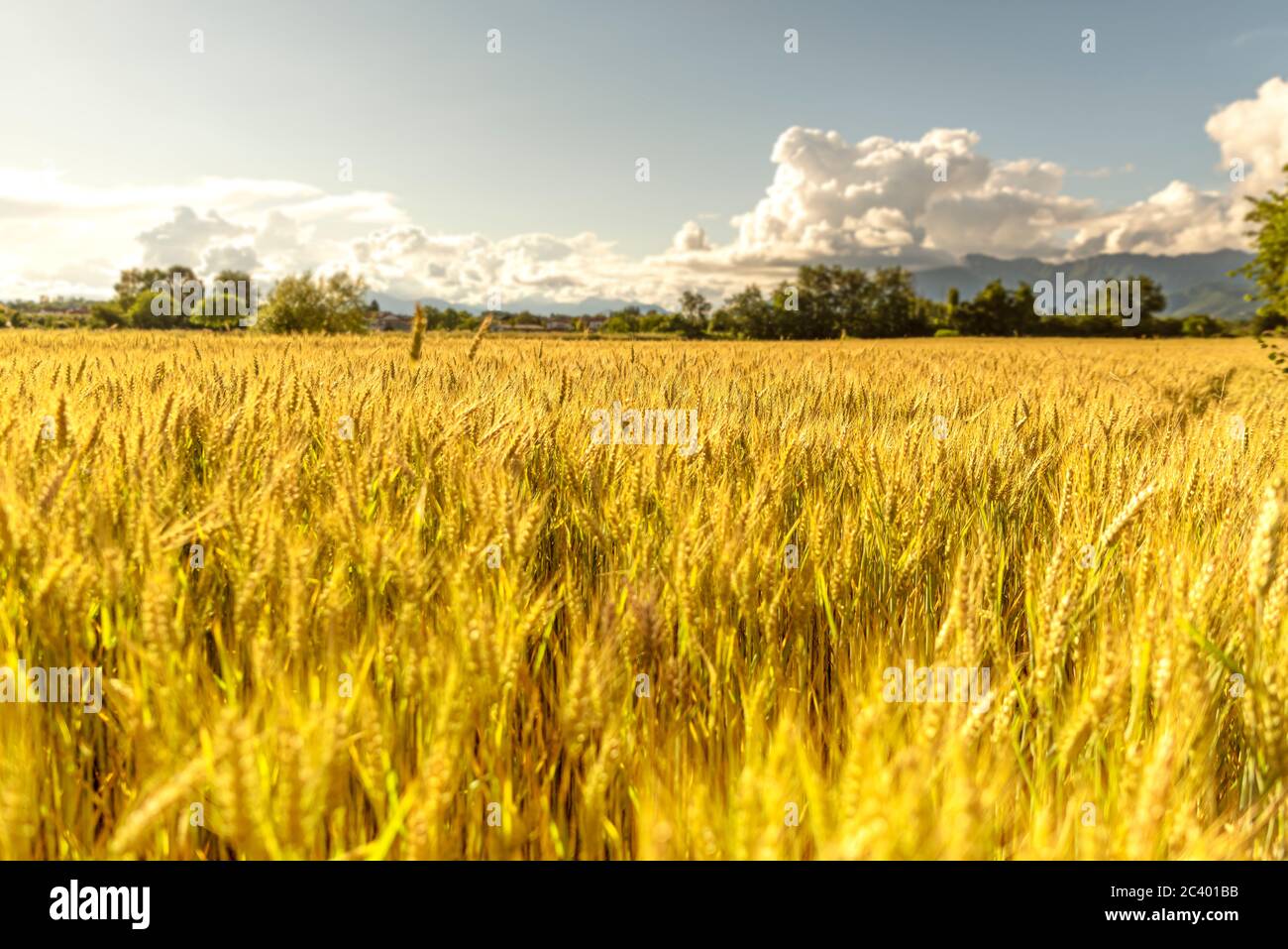 Cultivated golden wheat field in north east Italy Stock Photo - Alamy