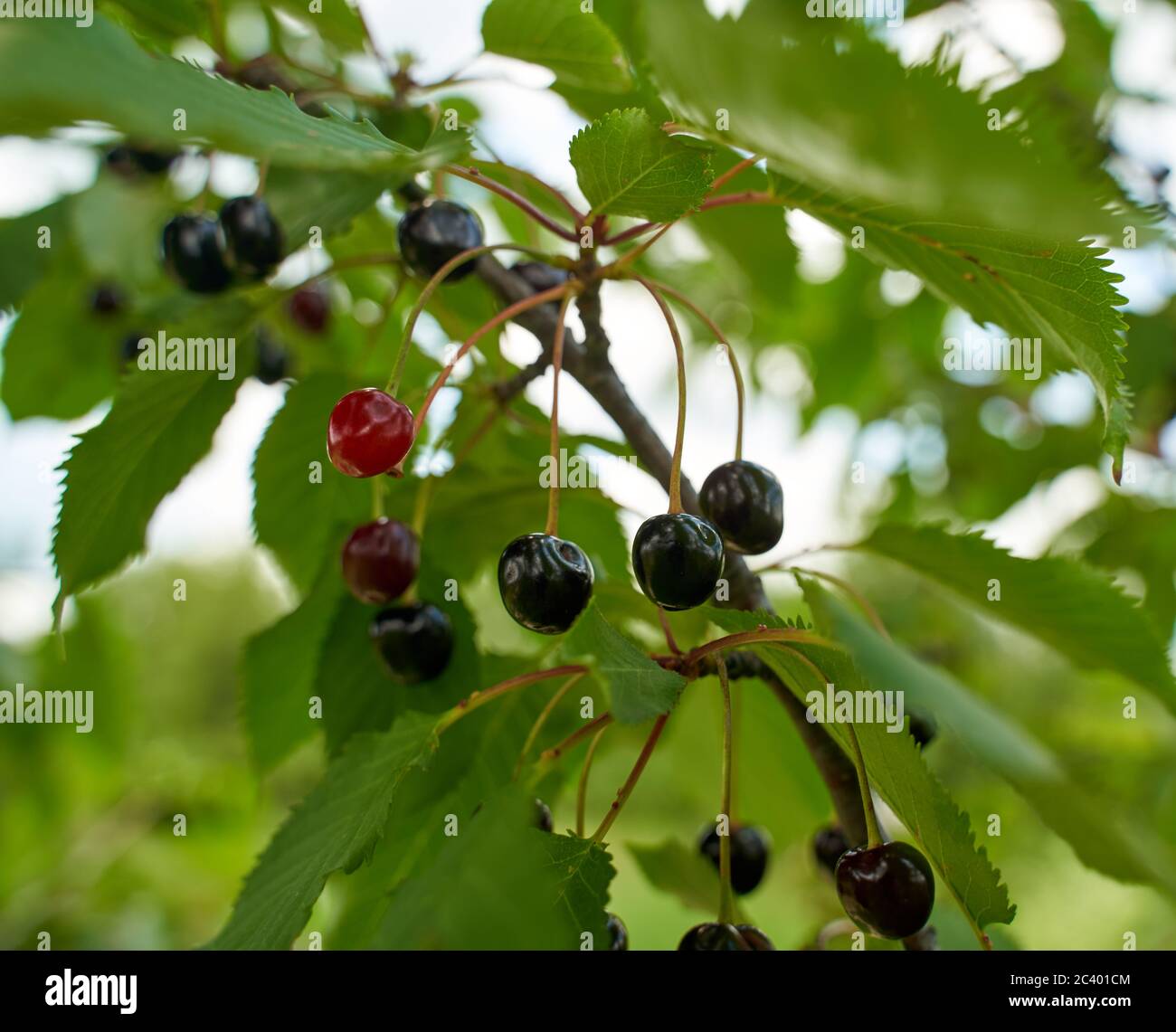 Black bitter cherries in the tree ready for picking Stock Photo - Alamy