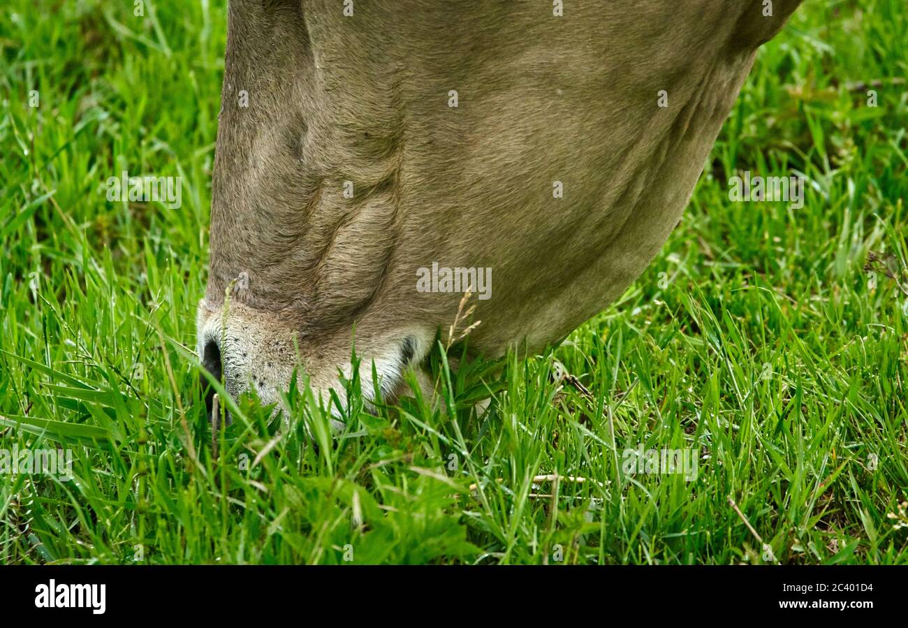 Maroon cow hi-res stock photography and images - Alamy