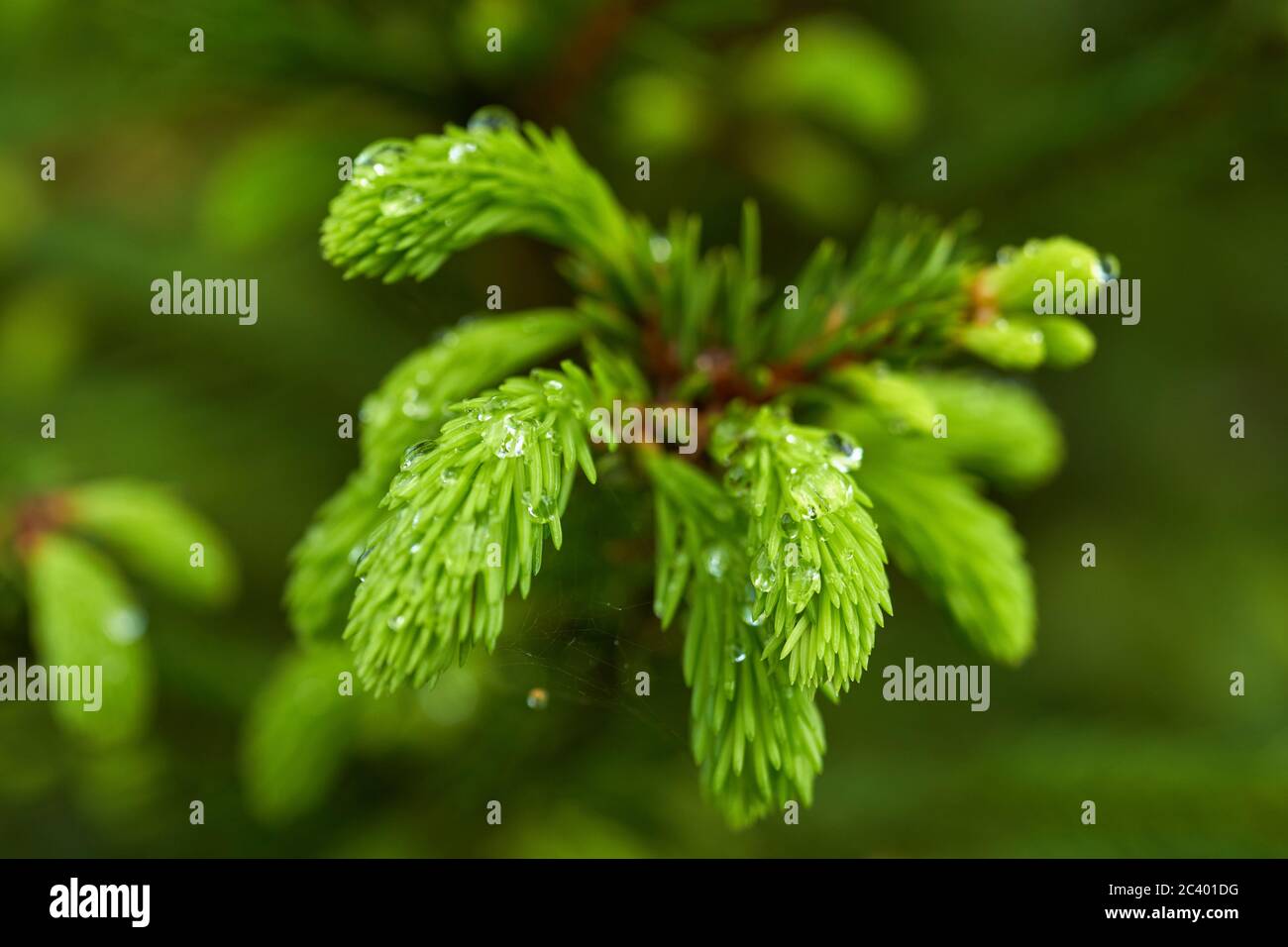 Closeup of fir branches with young buds Stock Photo - Alamy