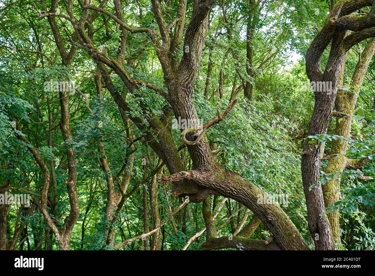 Huge centennial oak tree in hi-res stock photography and images - Alamy