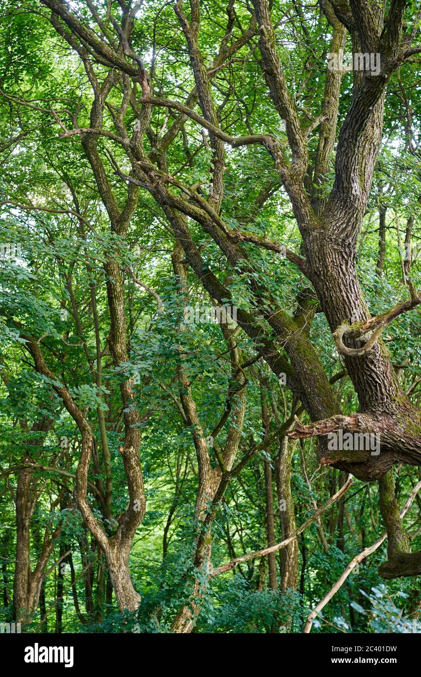 Twisted big oak trees in the forest Stock Photo - Alamy