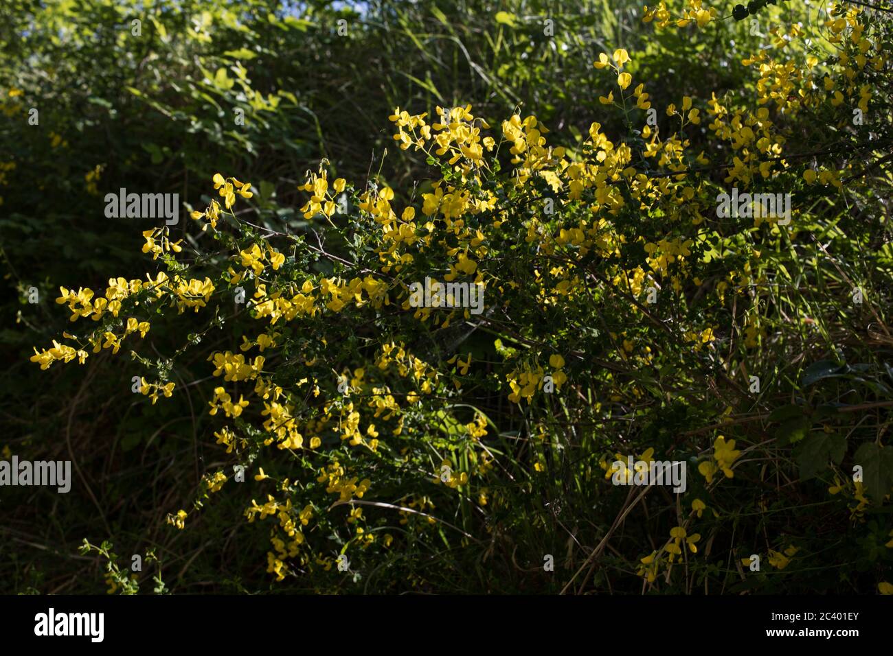 Broom shrub hi-res stock photography and images - Alamy