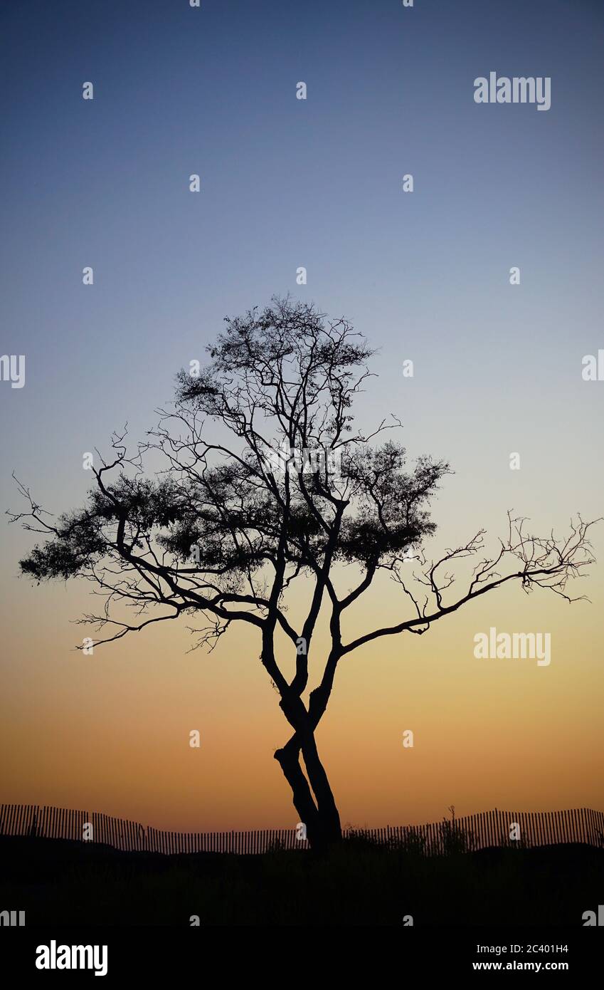 Tree in sunset Stock Photo - Alamy