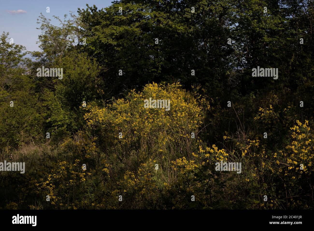 Broom shrub hi-res stock photography and images - Alamy