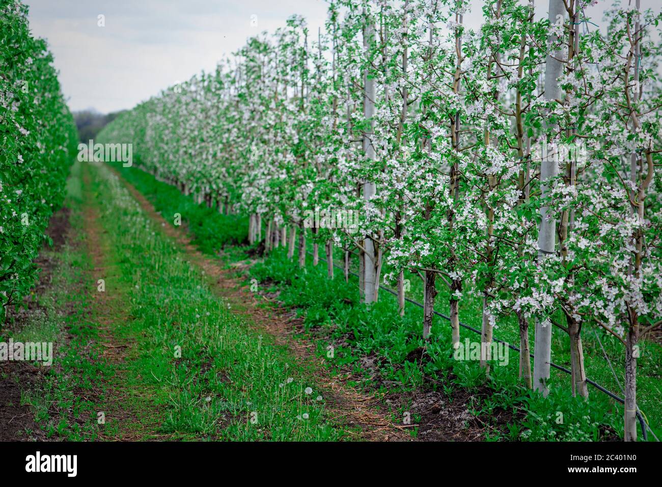 Rows apple trees on plantation hi-res stock photography and images - Alamy