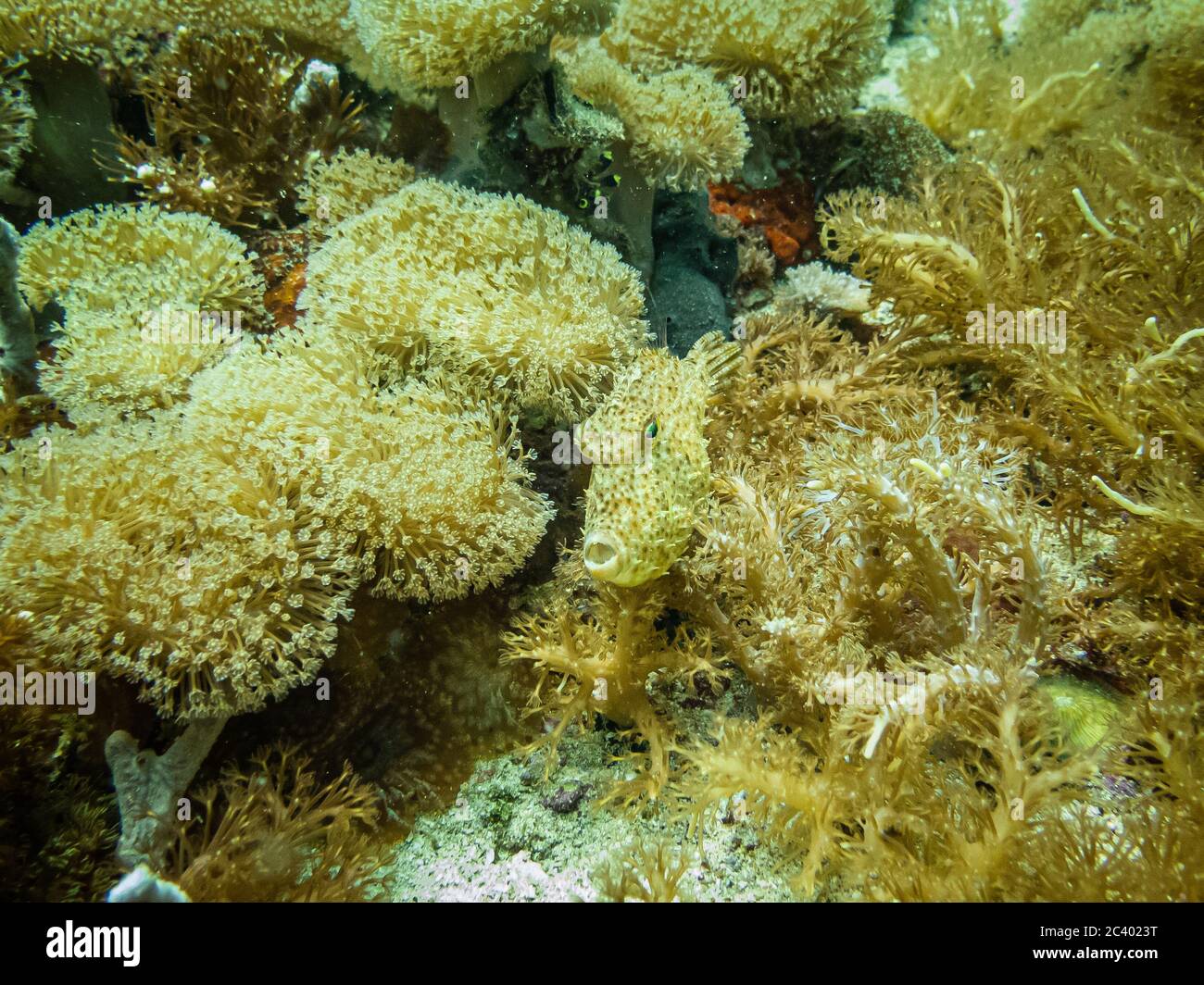 Filefish (Monacanthidae), also known as foolfish, leatherjackets ...