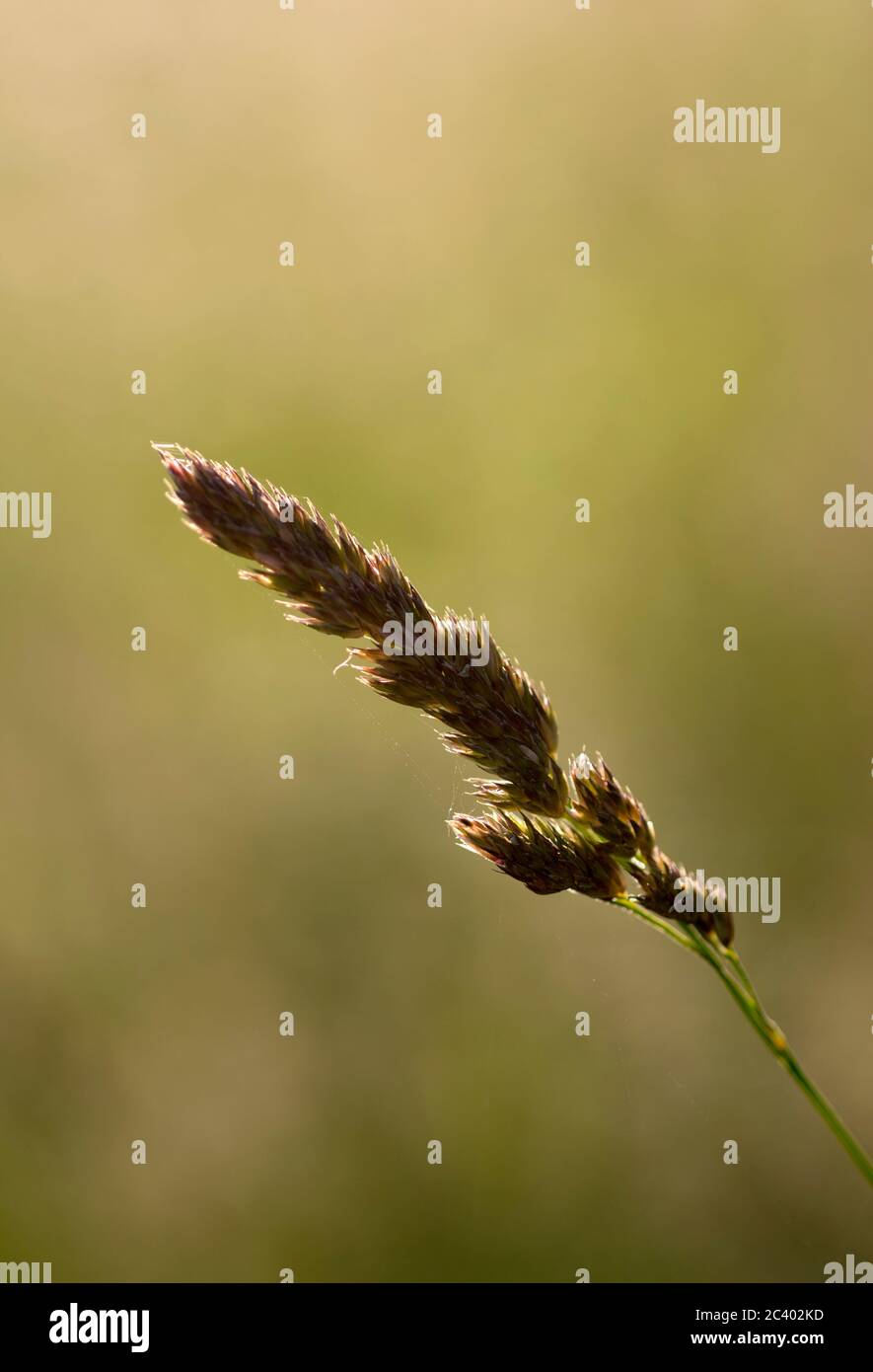 Cocksfoot (Dactylis glomerata), Warwickshire, UK Stock Photo - Alamy