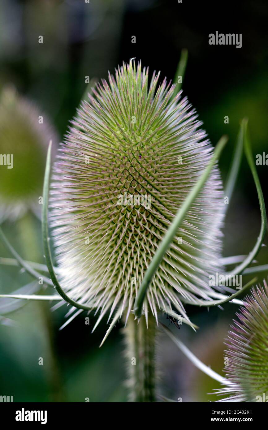 Teasel Uk Flower High Resolution Stock Photography and Images - Alamy