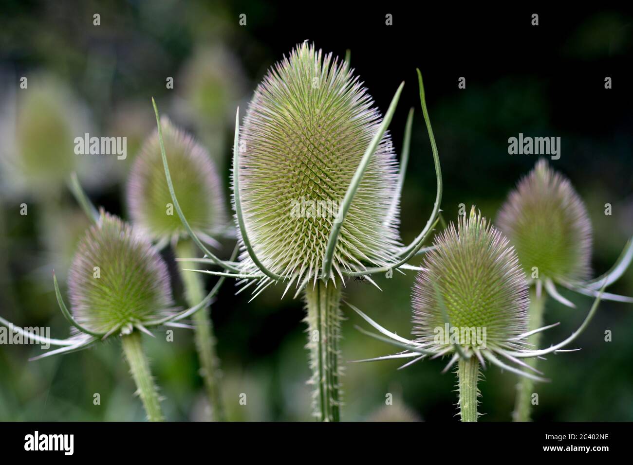 Teasel Uk Flower High Resolution Stock Photography and Images - Alamy