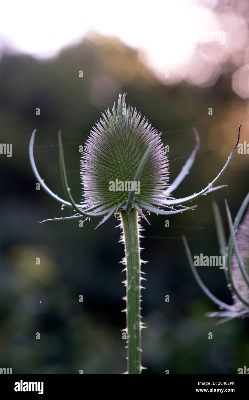 Teasel Uk Flower High Resolution Stock Photography and Images - Alamy