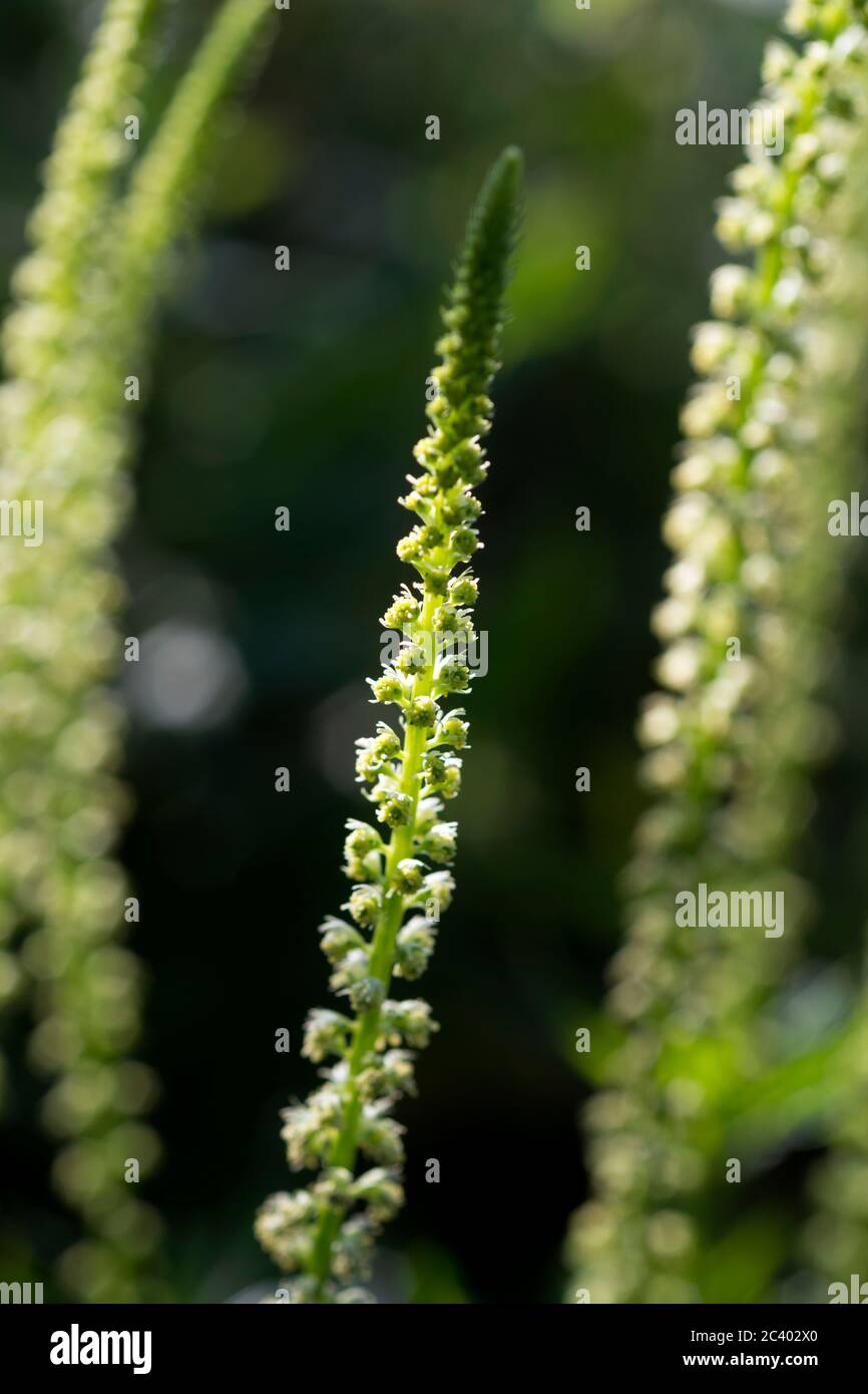 Weld plant hi-res stock photography and images - Alamy