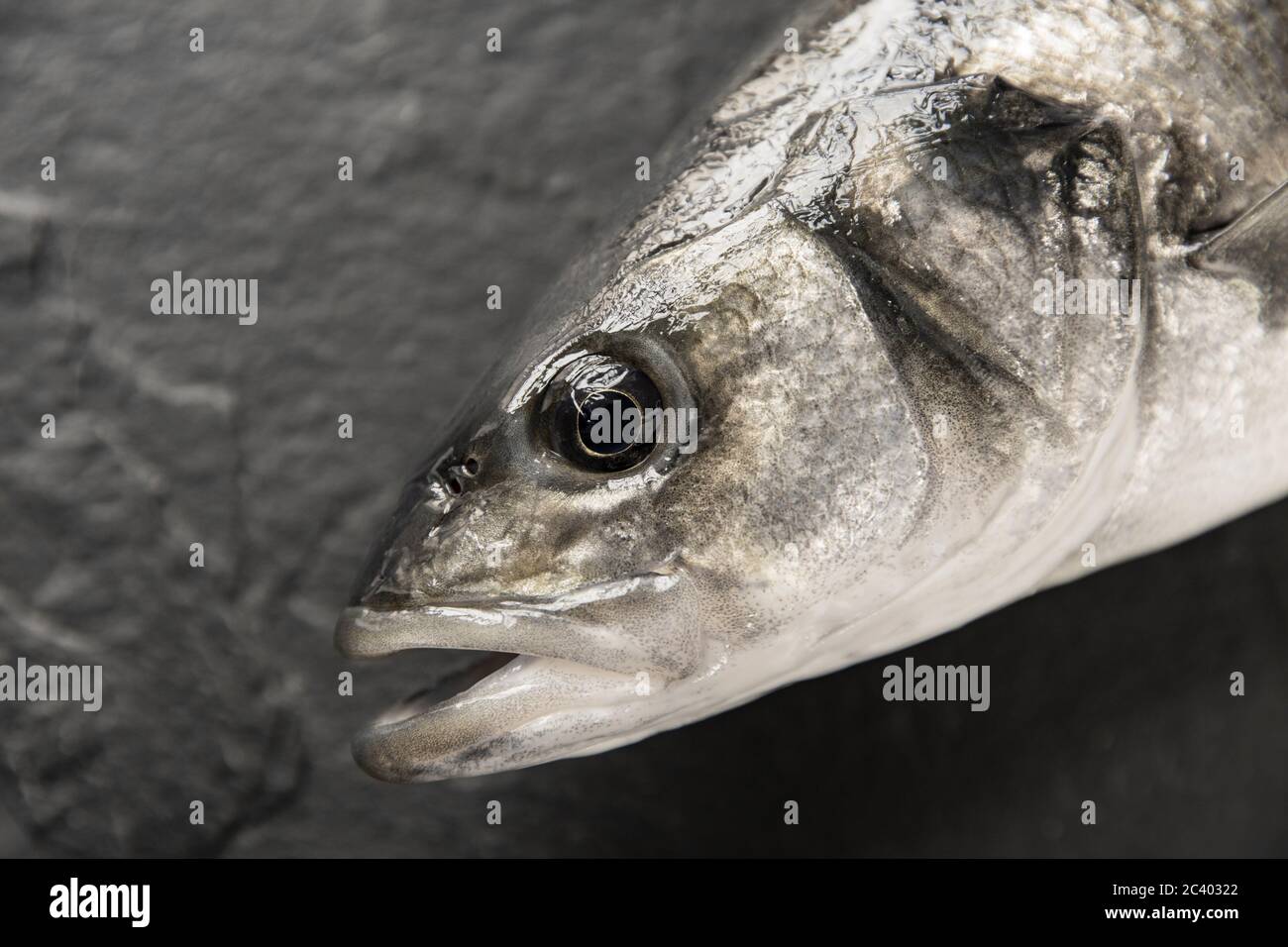 Detail of the head of a freshly caught bass, Dicentrarchus labrax, that ...