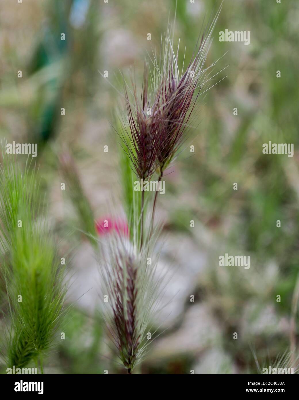 Ear of grass hi-res stock photography and images - Alamy