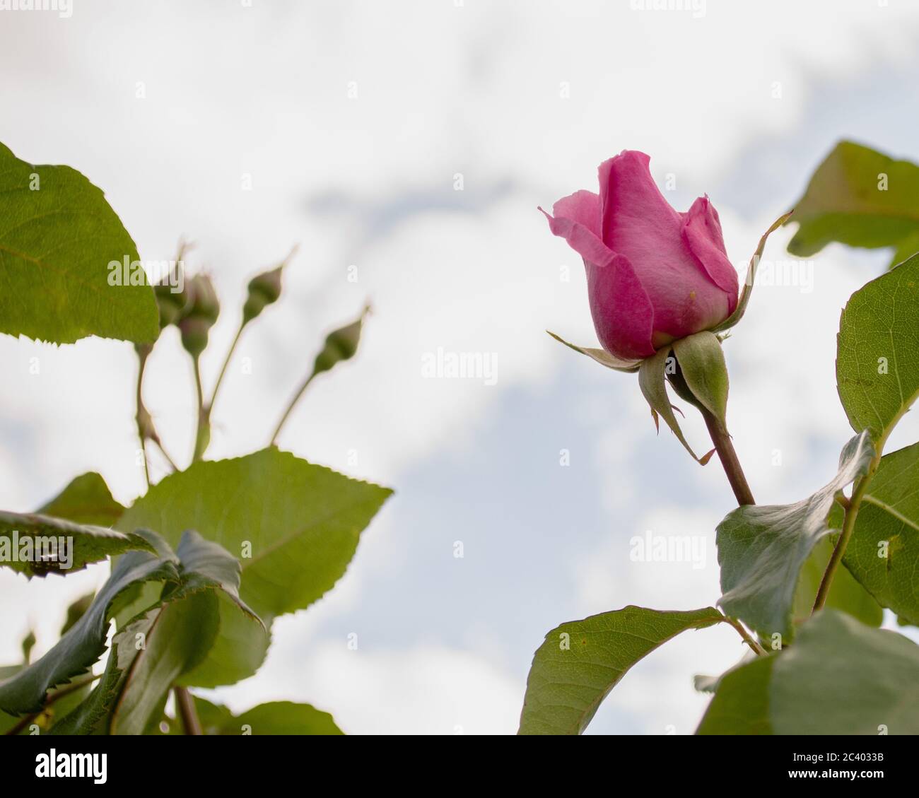Beautiful rosebud hi-res stock photography and images - Alamy