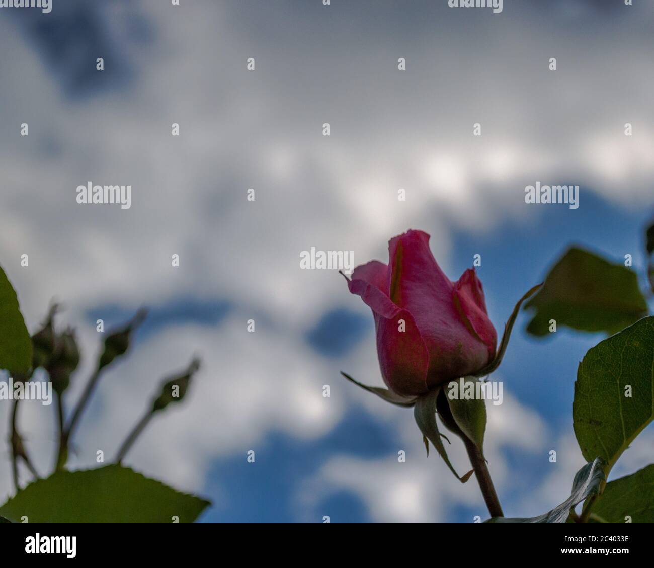 A beautiful rosebud with a background of white clouds Stock Photo - Alamy