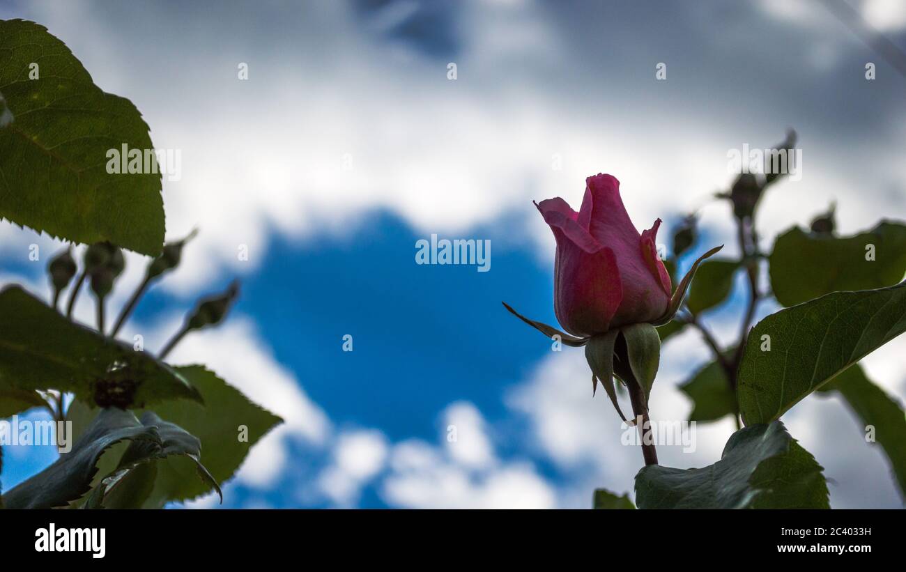 Beautiful rosebud hi-res stock photography and images - Alamy