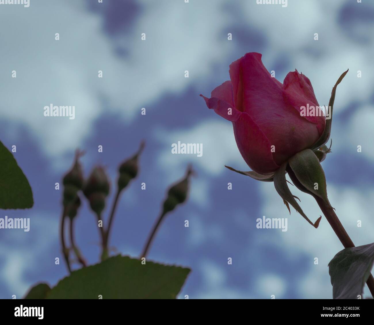 Beautiful rosebud hi-res stock photography and images - Alamy