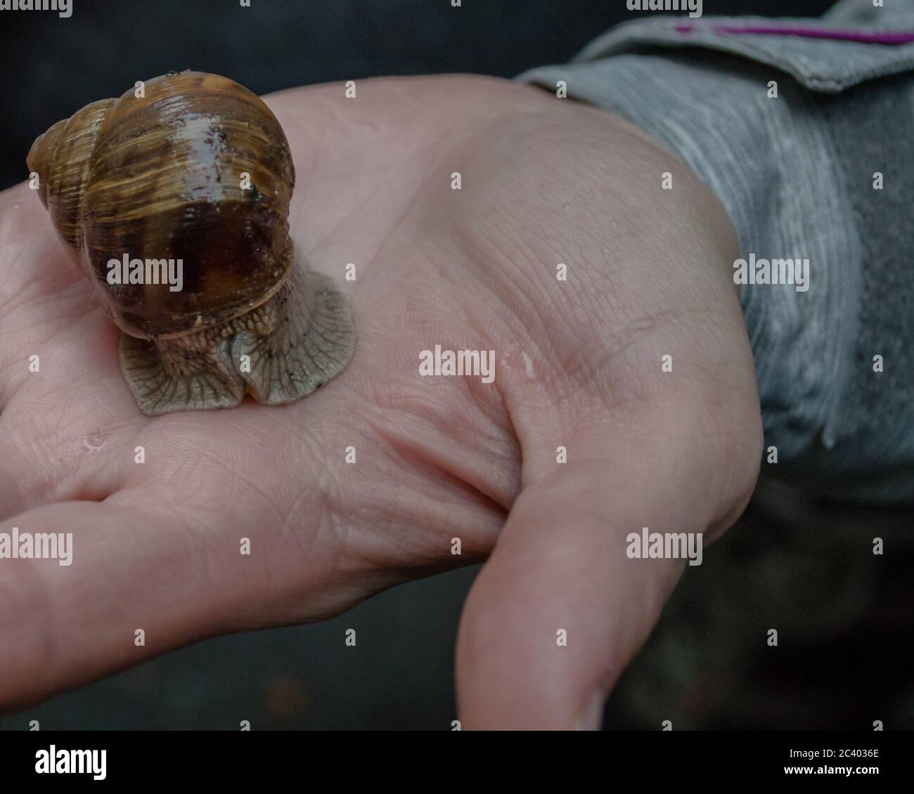 A snail held in the palm by a girl Stock Photo - Alamy
